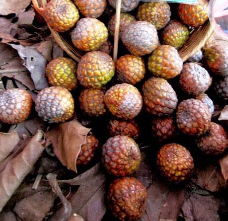 Rumbia ~ Kreatifitas Penghijauan