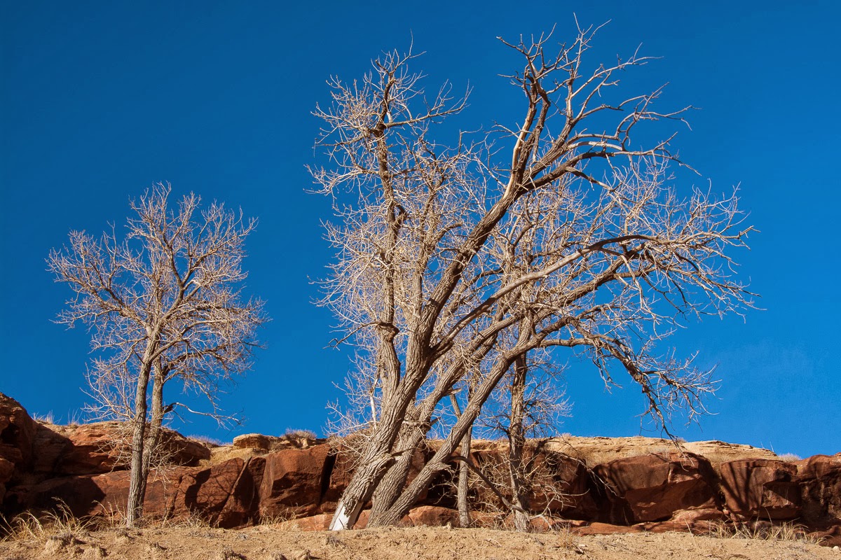 A Tree Falling: Two Buttes Reservoir State Wildlife Area