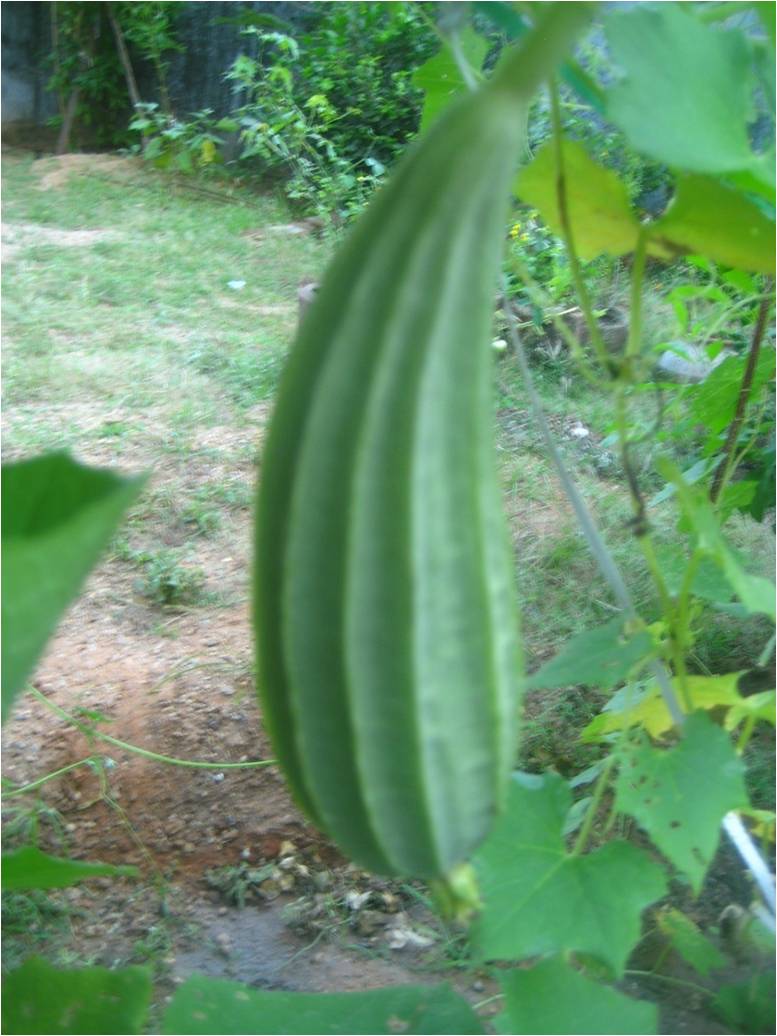 VARTHINI GARDENING -RIDGE GOURD CULTIVATION