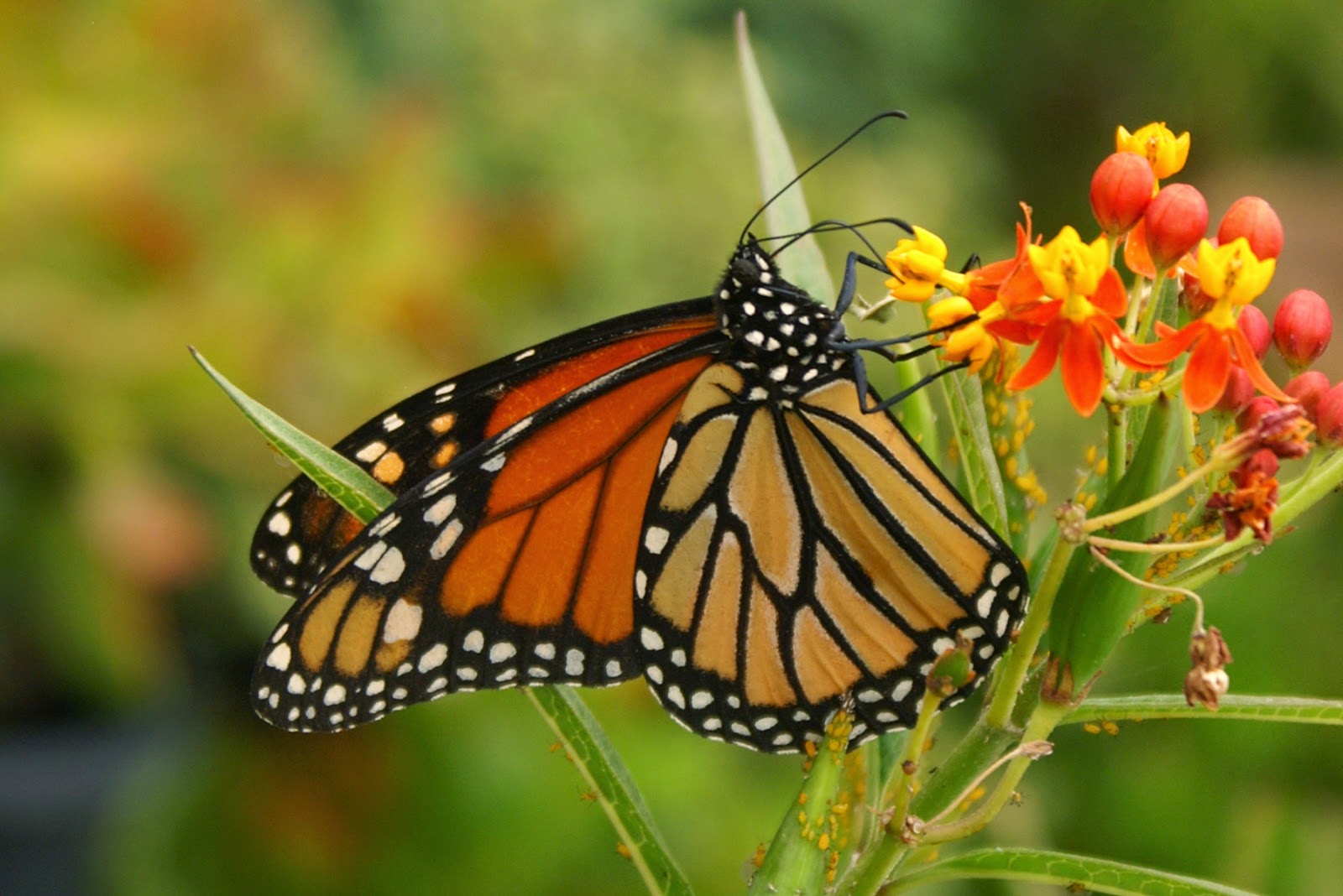 Am I Bugging You Yet?: Monarch population comeback