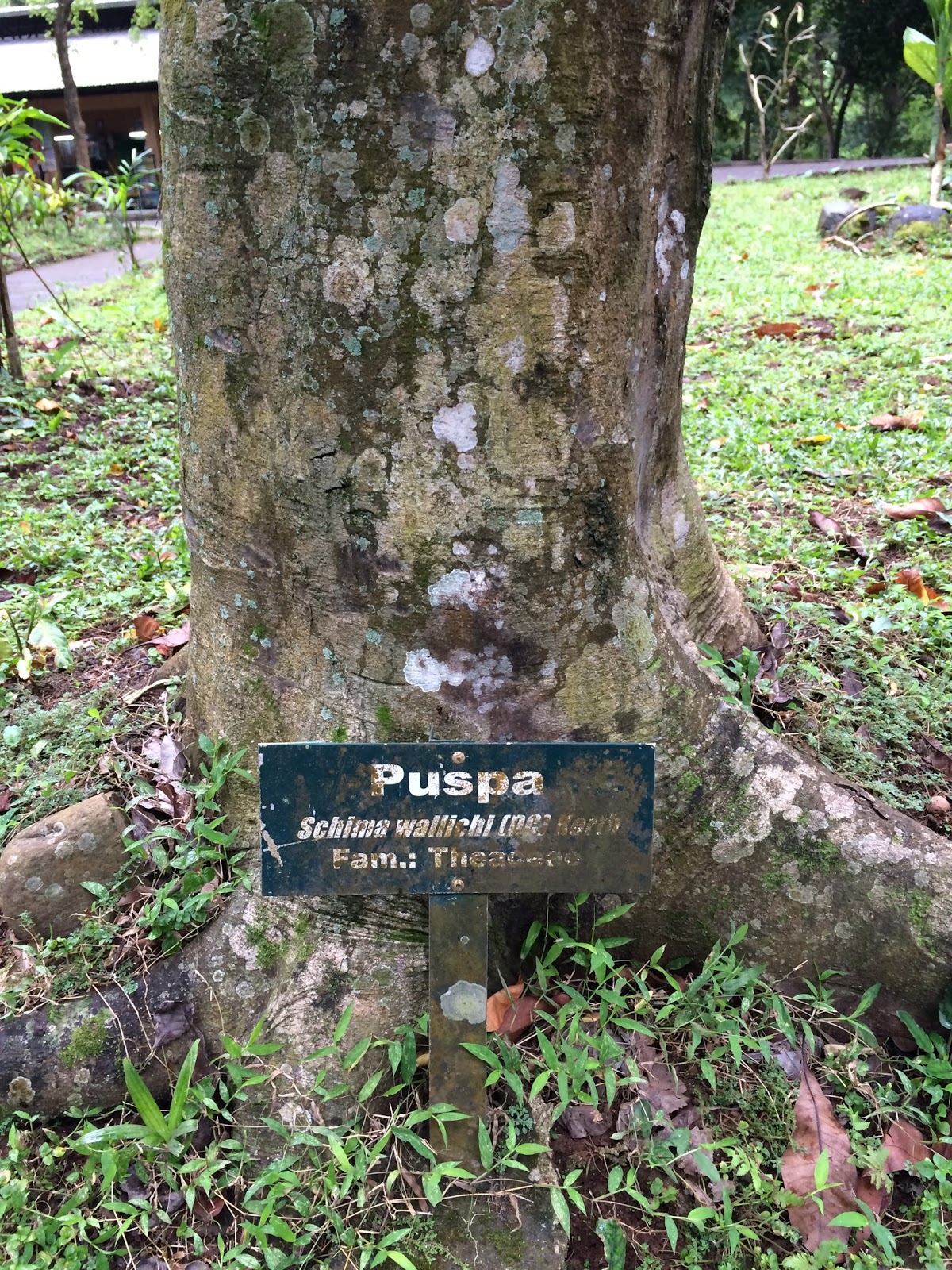 Pohon Puspa ~ Cintapohonku