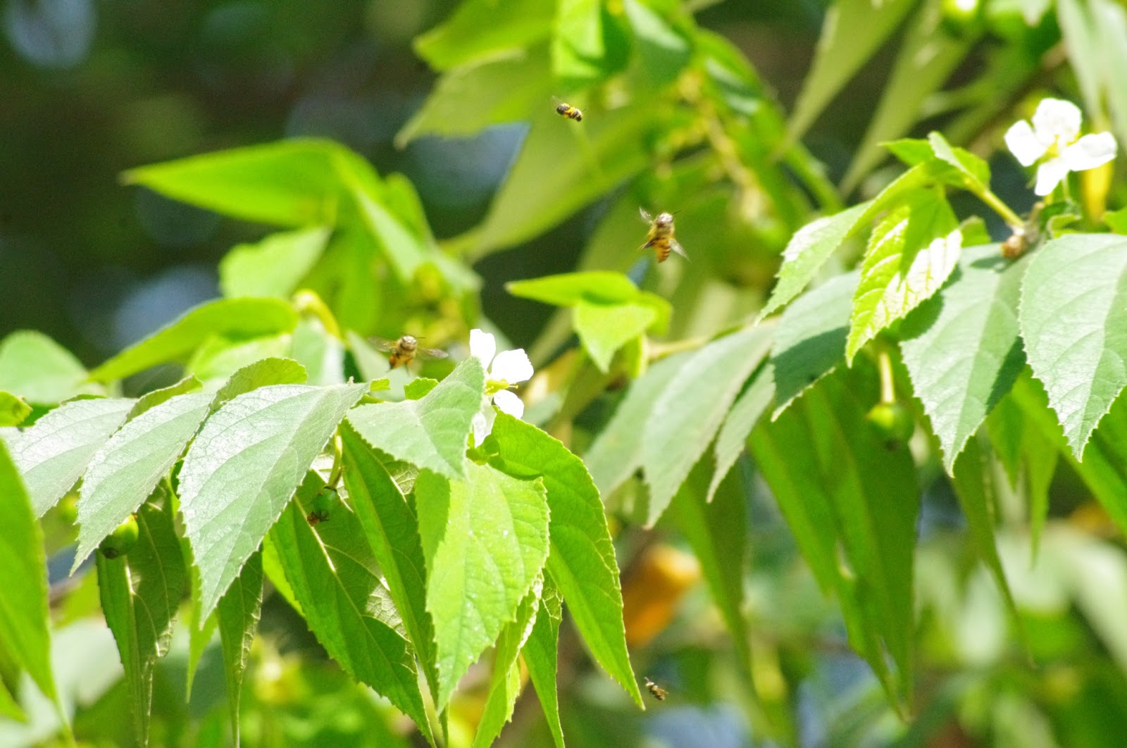noel autor: The Kerson Fruit (Muntingia Calabura)