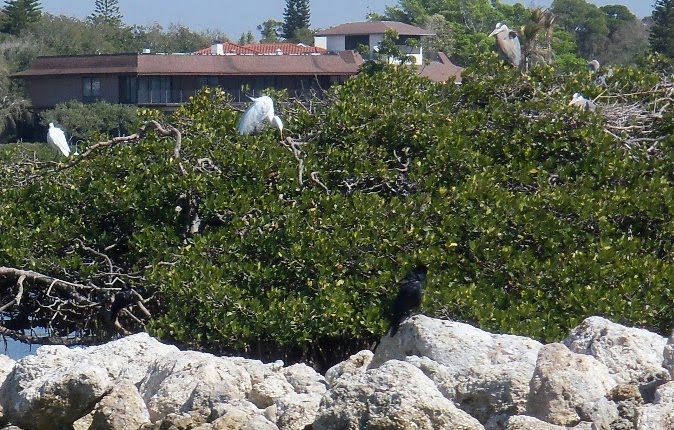 Southwest Florida Shoreline Studies: Littoral Society Tour on Carefree ...