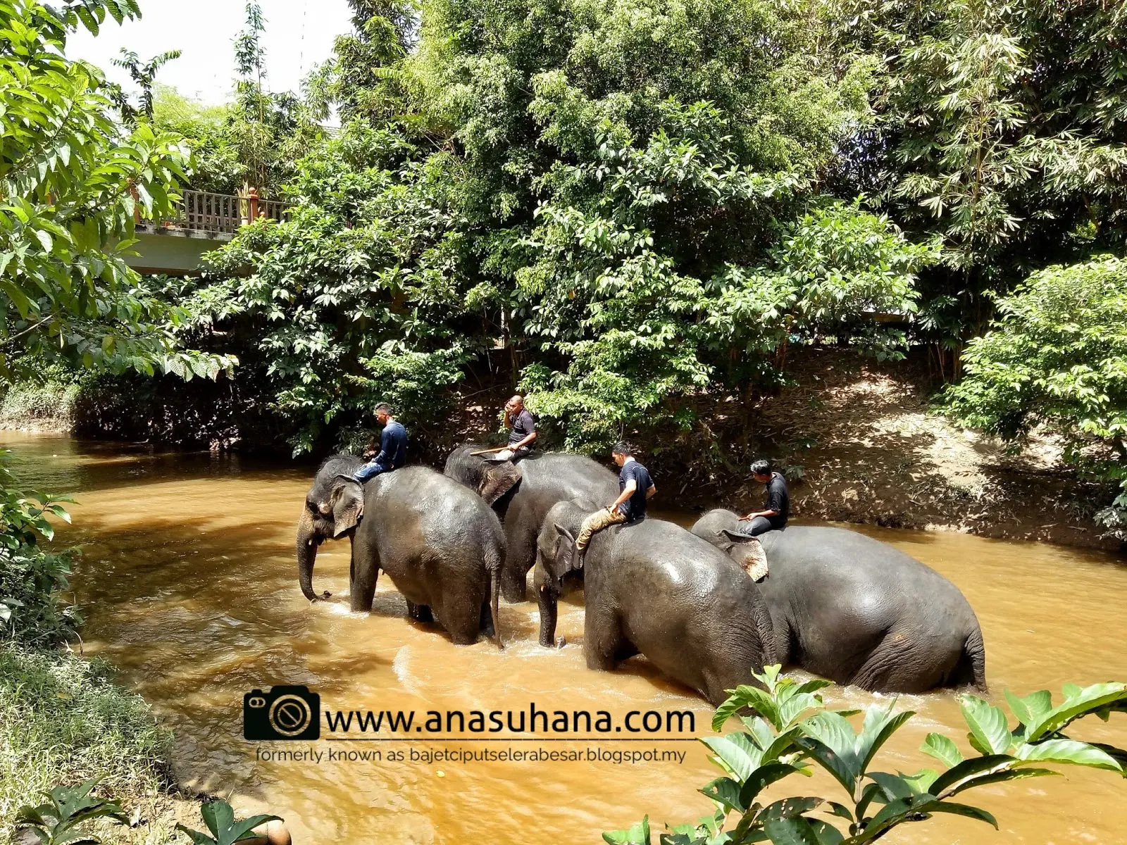Tempat Menarik di Pahang : Pusat Konservasi Gajah Kebangsaan Kuala ...