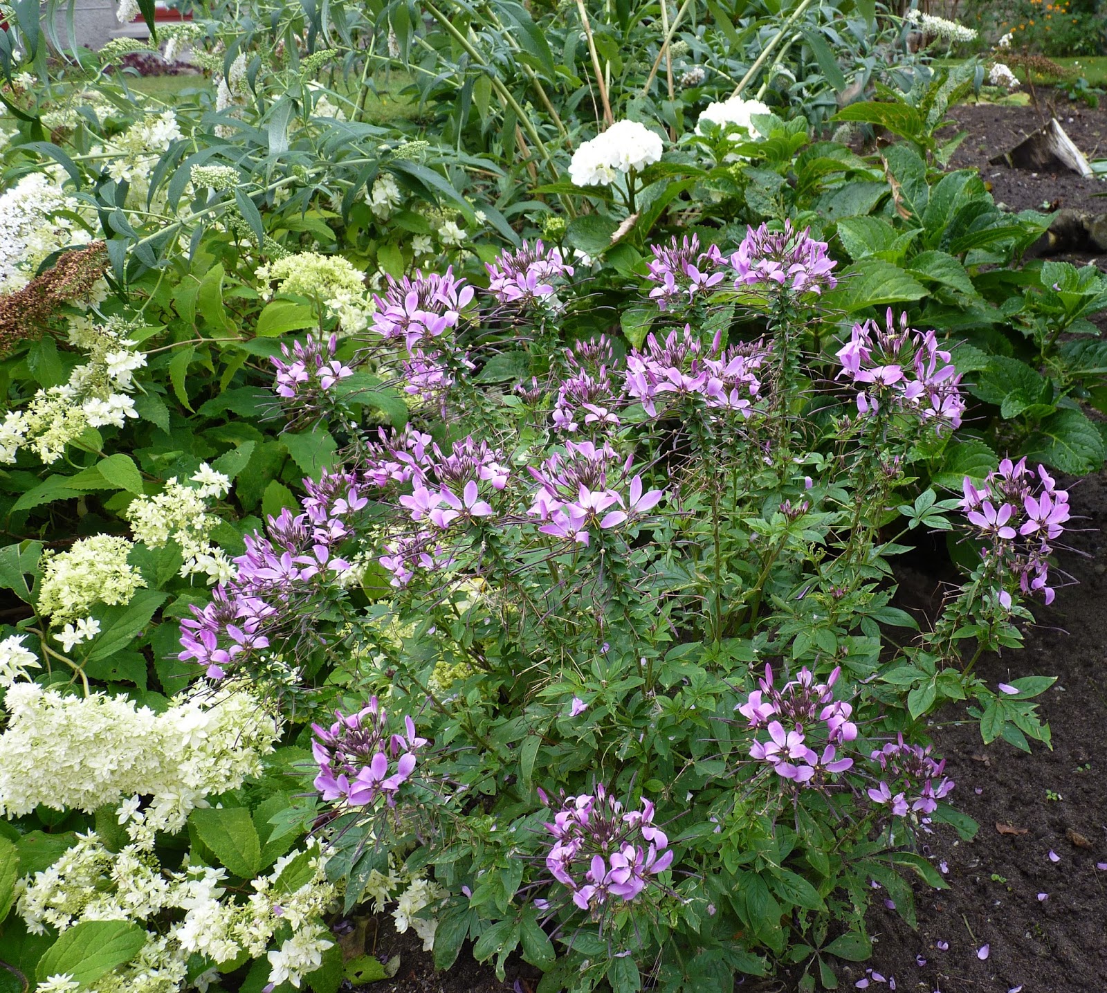 Høneballehaven på Samsø og Hellerupvej på Fyn: Lykkestrupgårds ...