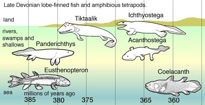 Life Before the Dinosaurs: Panderichthys.