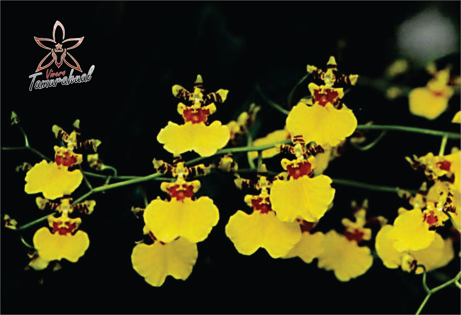.: Cultivo de Oncidium