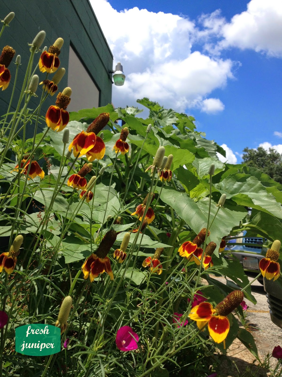 fresh juniper: Potager Cafe in Arlington, Texas - Delicious Slow Food ...