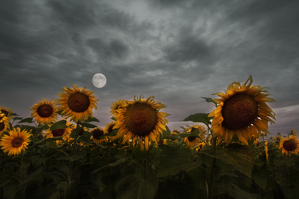 Christine Ellger, 1948 | Surrealist Fine Art Photographer | Tutt'Art ...