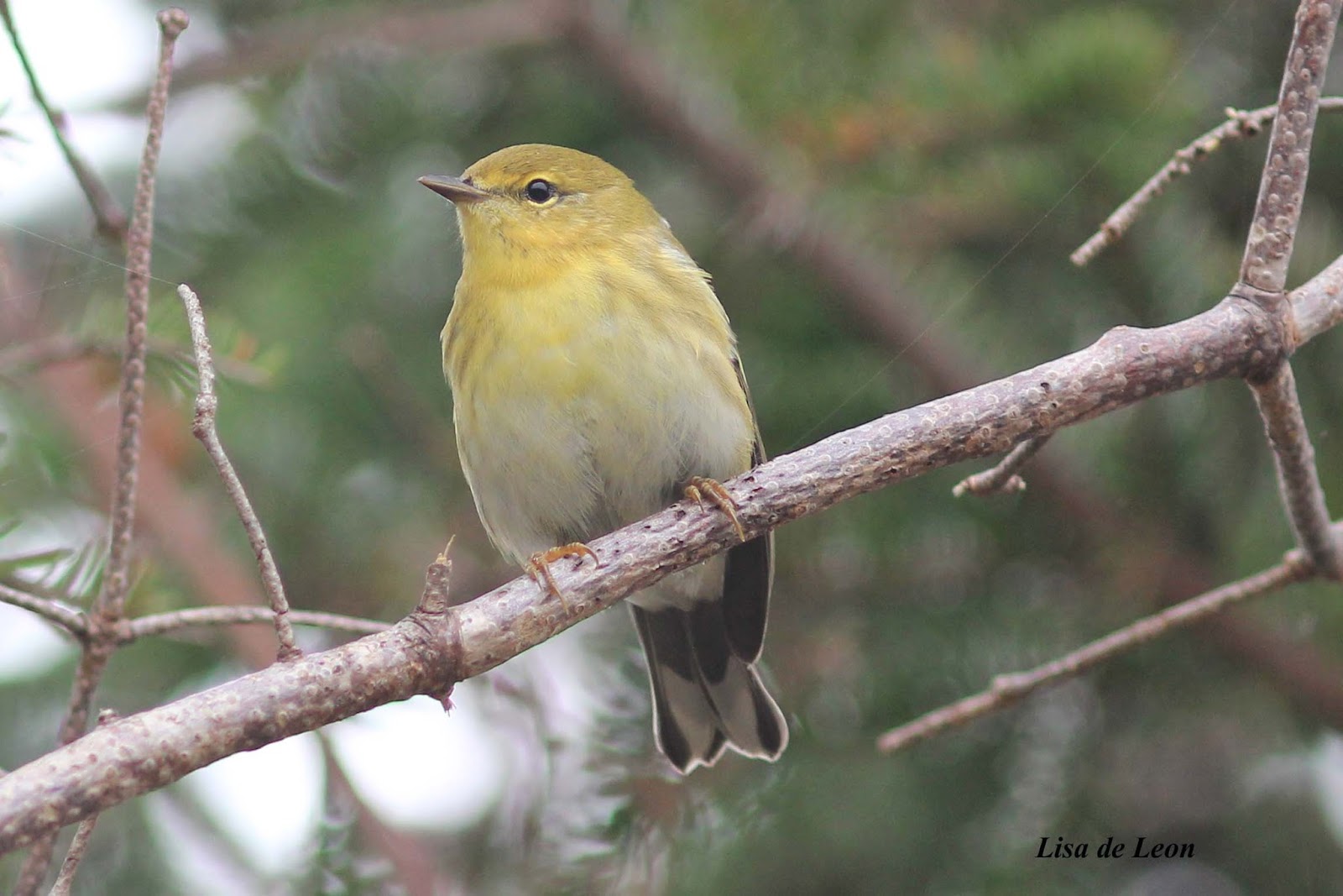 Phantom Crane Fly At Bidgood Park
