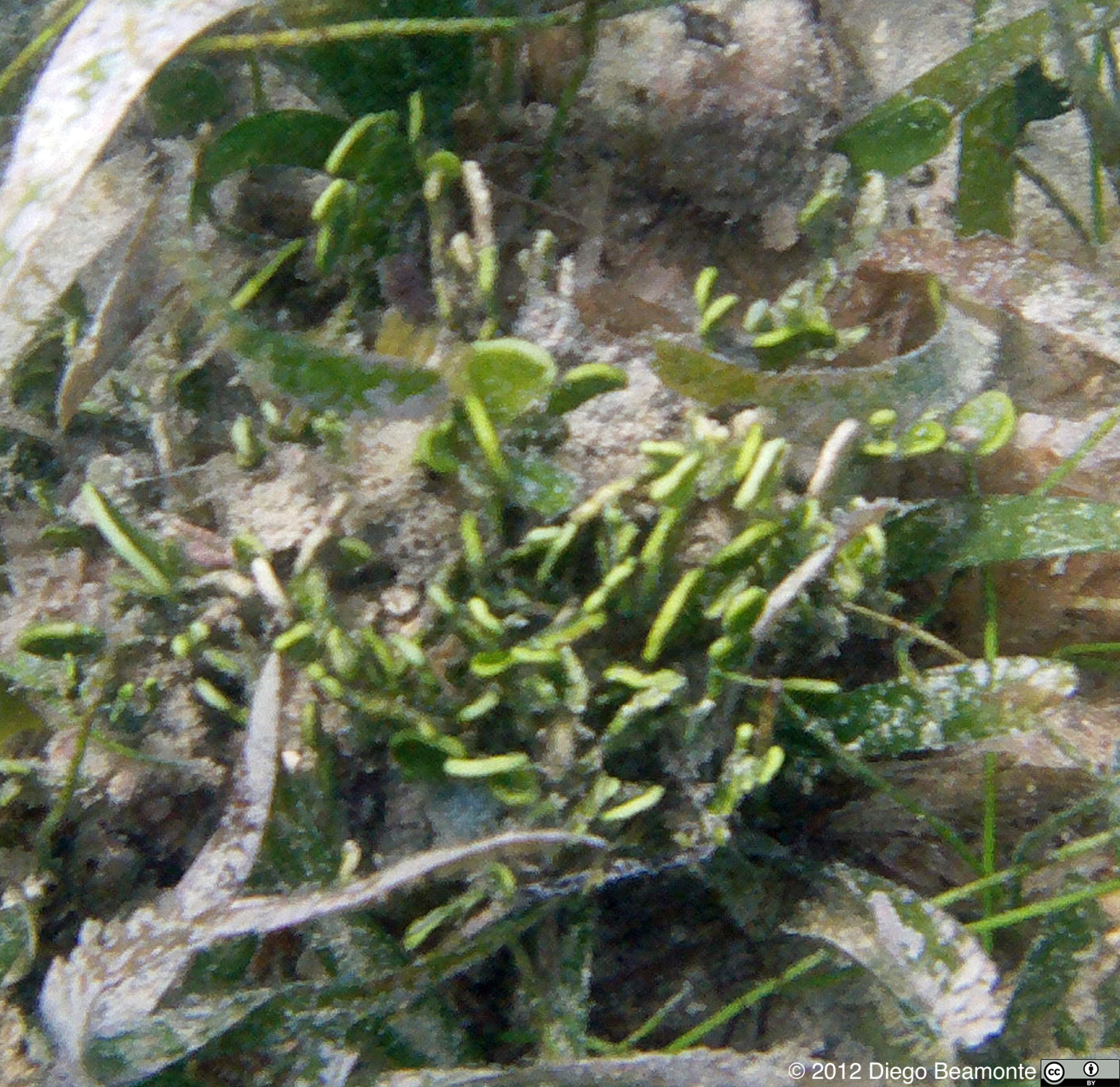 The Apprentice Manatee