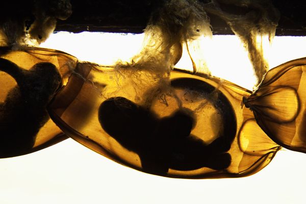 Embrio Ikan Hiu Bambu Bisa Deteksi Bahaya | INDONESIA SHARK LOVERS