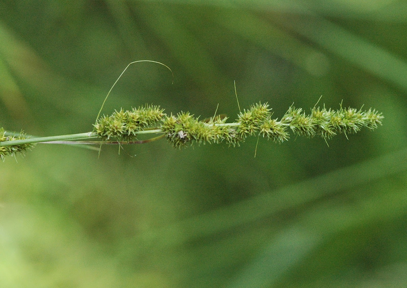 Field Biology in Southeastern Ohio: Carex Sedges part 2-star, spiny ...