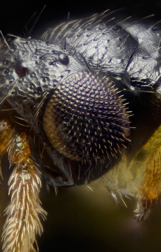 ムシをデザインしたのはダレ？: ツヤコバチ科 Aphelinus ( ?albipodus ) sp. ♂