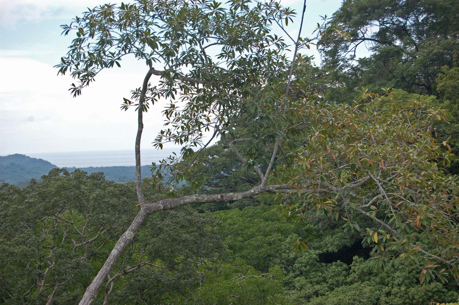 1001 Reasons to Enjoy the Expat Life in Costa Rica: And As Good Cooks ...