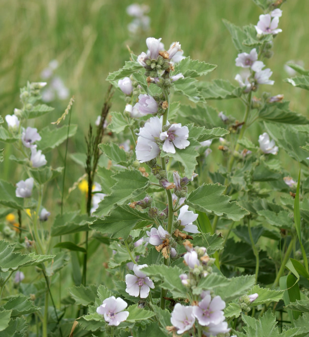 About Health: Marsh Mallow