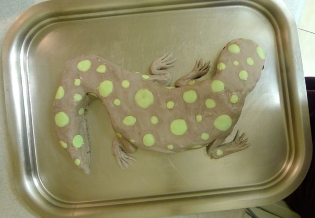 silencing the bell: Lizard Cake Tutorial