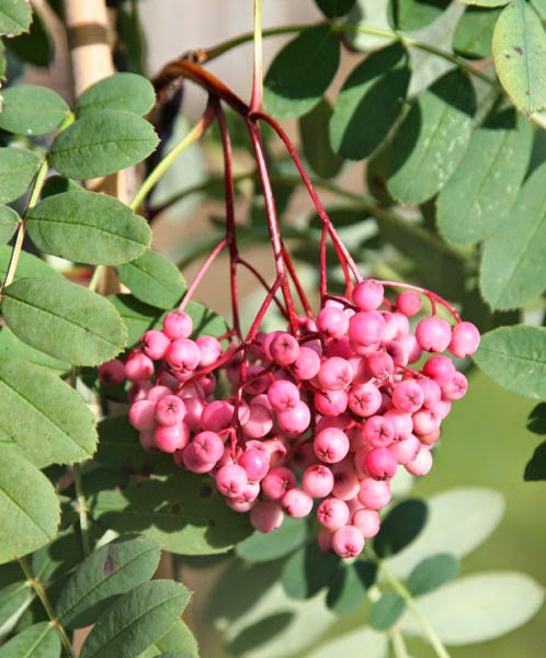 Trees Planet: Sorbus hupehensis - Hubei Rowan - Hupeh Rowan