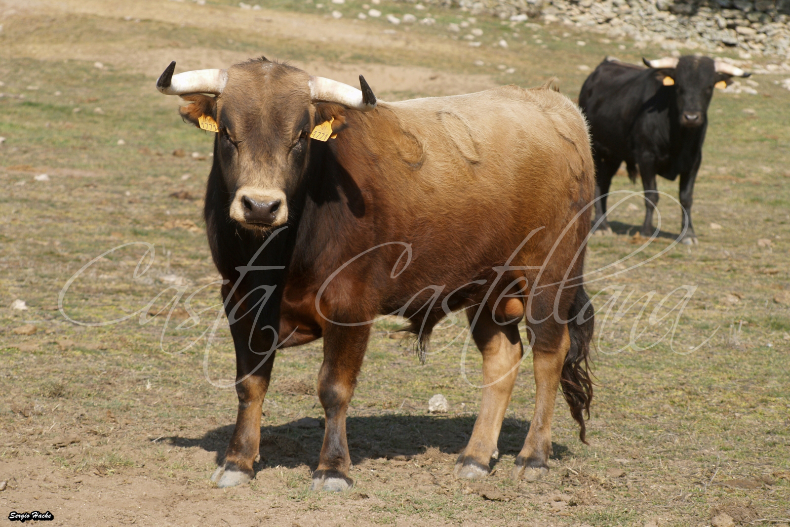 Casta Castellana: Los novillos de ROLLANEJO antes de las lluvias