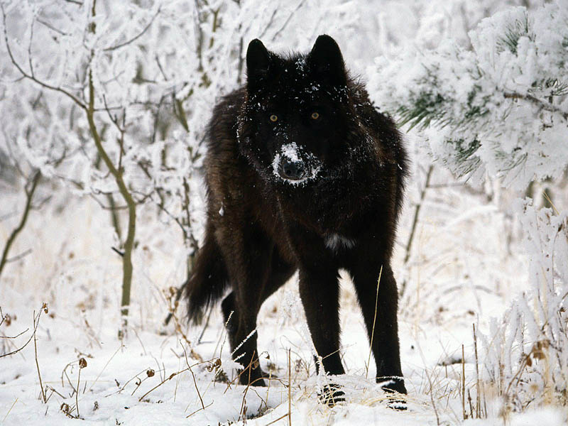 アルビノandメラニズム 狼 Wolf