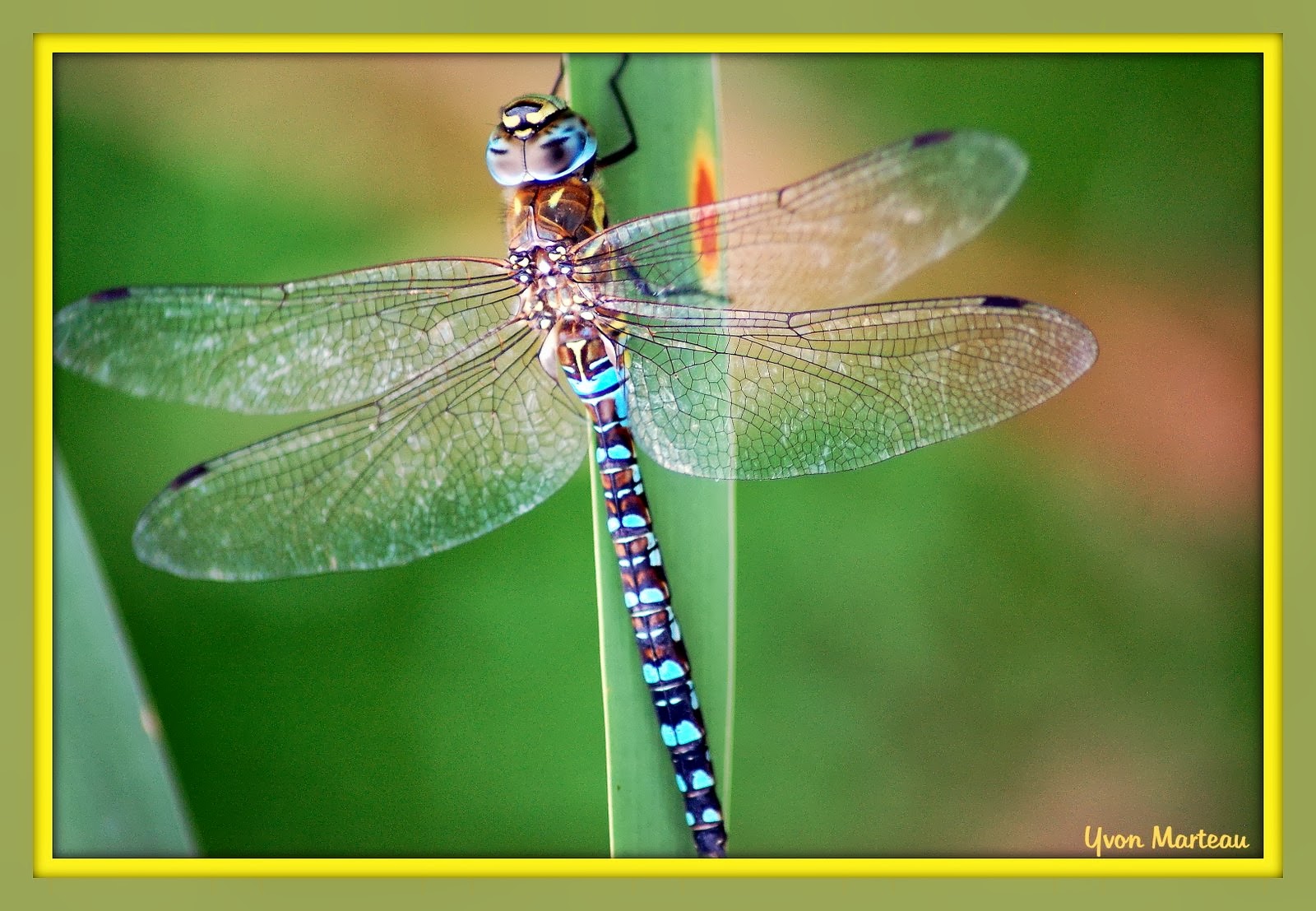 Yvon Photographie: Libellule.