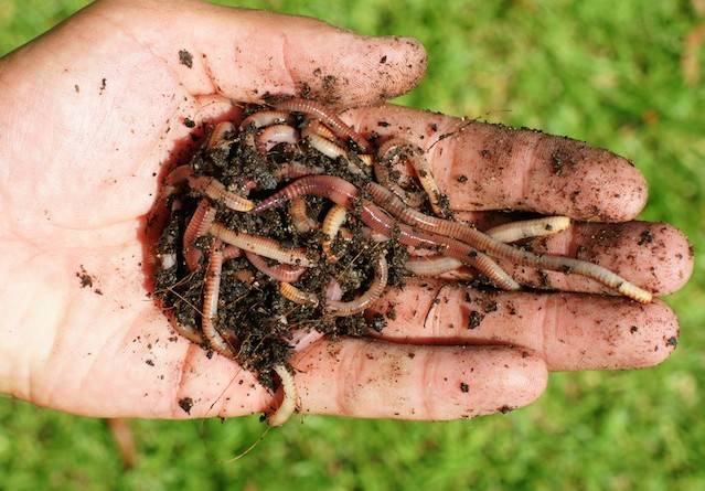 World Nesia: Tradisi Berburu Cacing Yang Unik Di Inggris