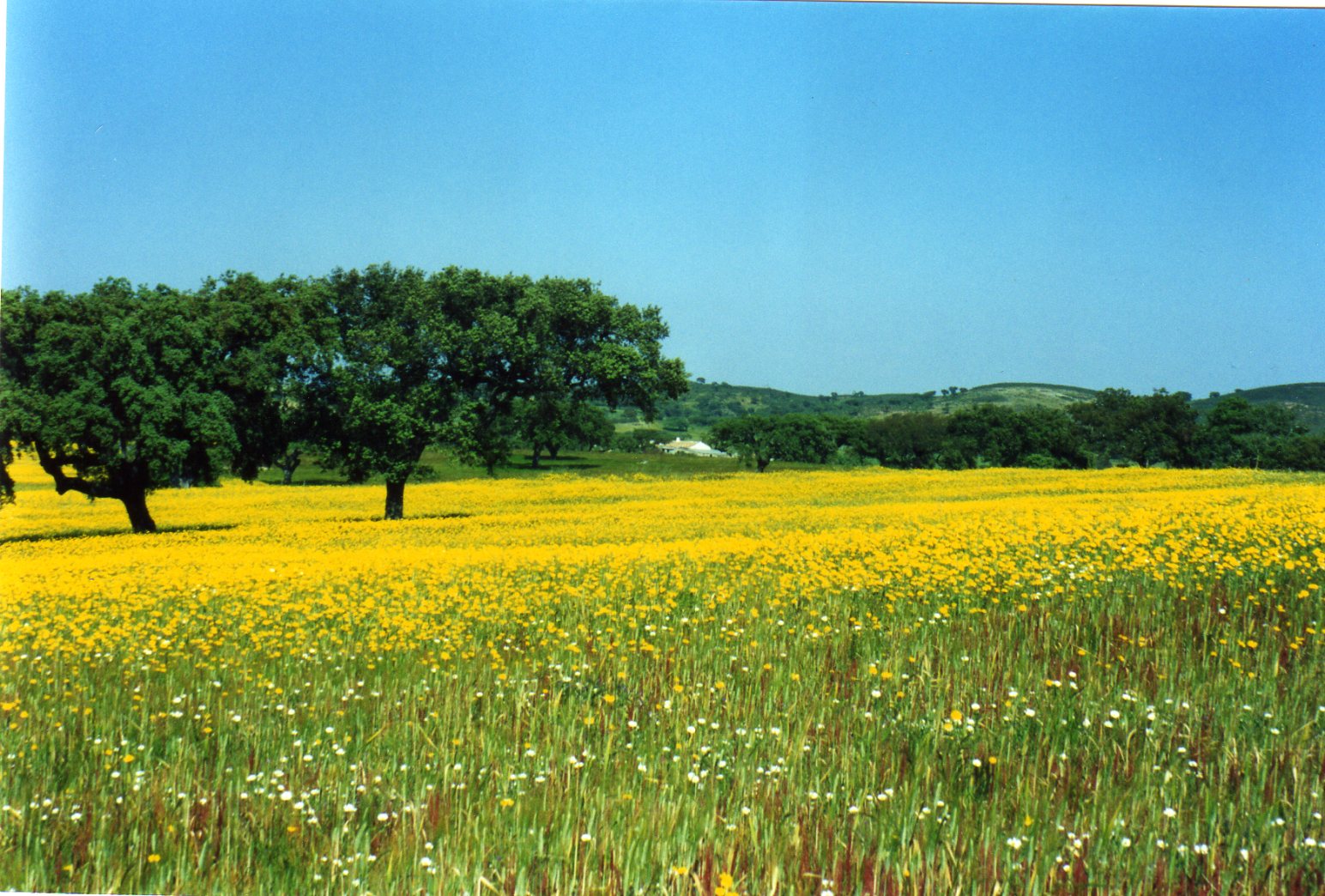 Alentejo - one of the most beautiful regions of Portugal: Flora of Alentejo