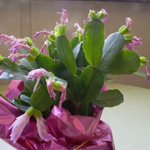 The Rainforest Garden: Don't Throw Out That Easter Cactus!