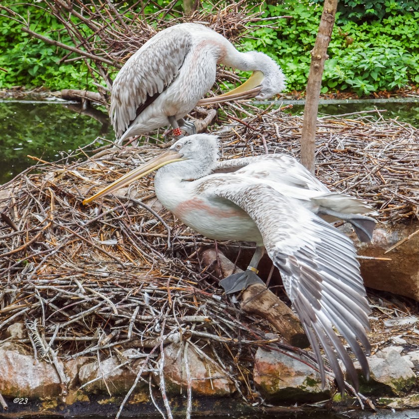 Foto: Pelicanul cret (Pelecanus crispus)