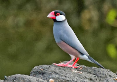 Exóticos e Silvestres: Calafate (Lonchura oryzivora):