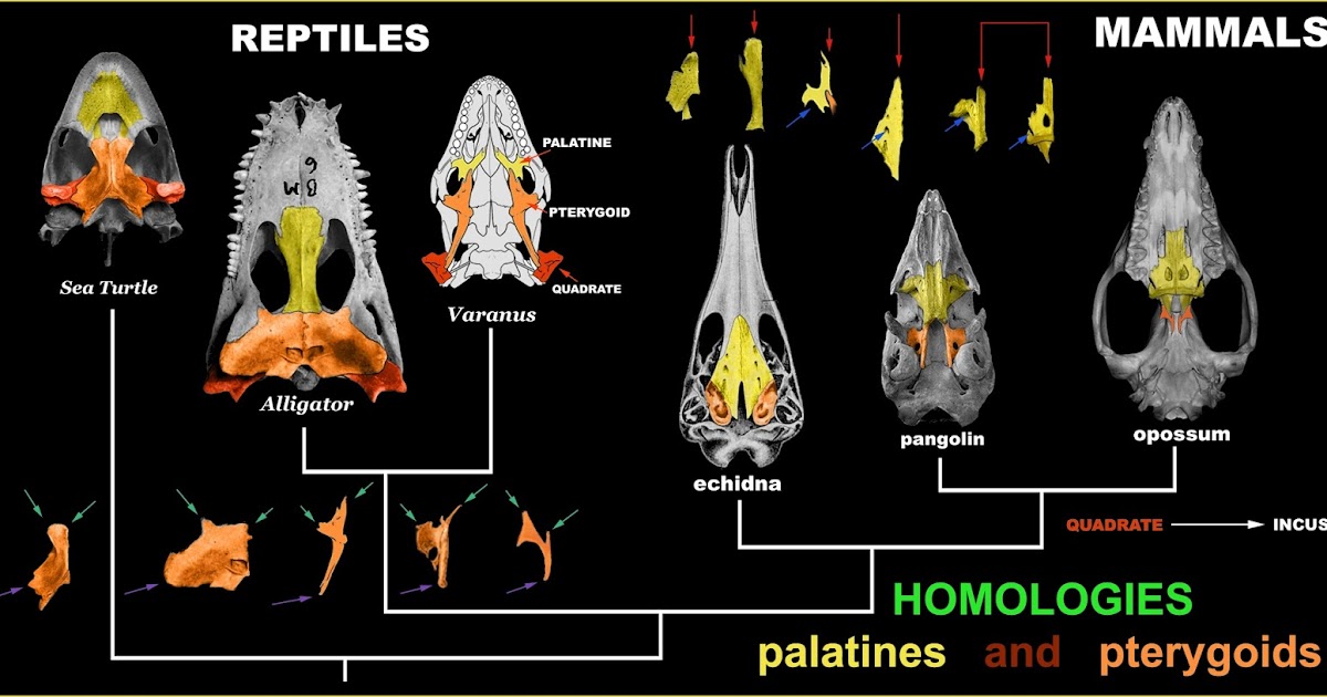 "A EVOLUÇÃO DOS MAMÍFEROS" THE Evolution OF THE MAMMALS: MARSUPIAL ...
