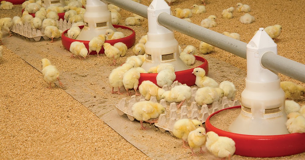 Broiler Chickens And Their Life - ORIENTATION ON HOW TO REAR ANIMALS