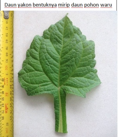 CYI - CentralYakon - Jual Daun Yakon Insulin Obat Herbal Diabetes: Cara ...