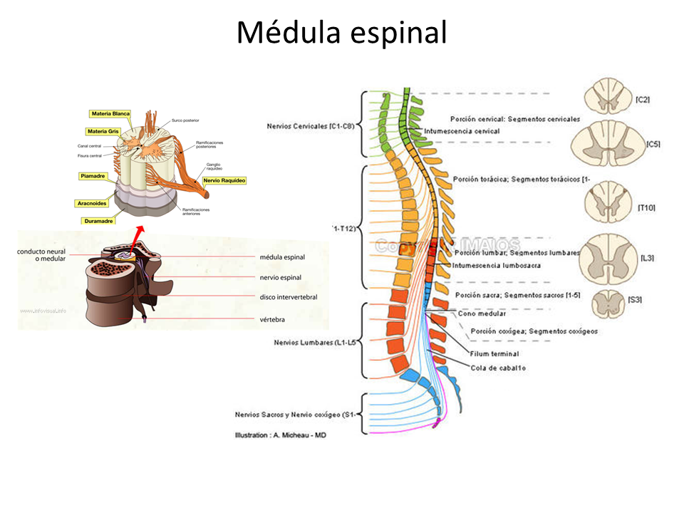 Blog de fisiología de Vladimir Solabdias Quiñonez Palacios: Médula espinal