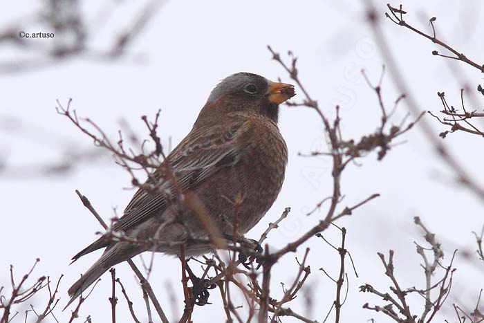 Christian Artuso: Birds, Wildlife: Gray-crowned Rosy-Finch in Manitoba