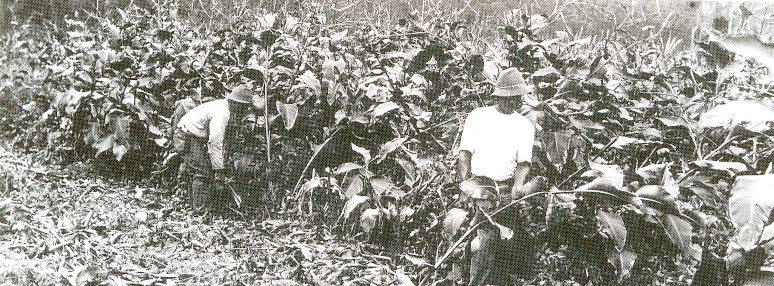 Florez Nursery: Queensland Arrowroot/Achira, Canna edulis