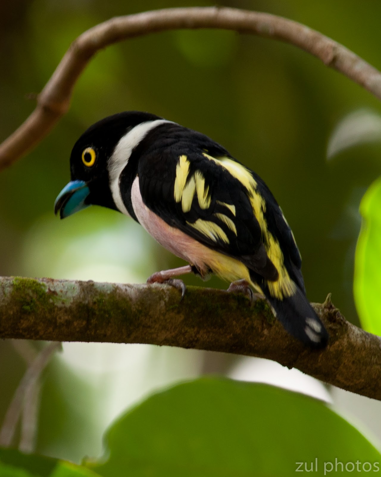 Zul Ya - Birds of Peninsular Malaysia: Black and Yellow Broadbill