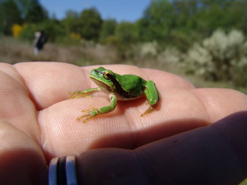 UM DIA DE CAMPO: Hyla arborea Vs Hyla meridionalis