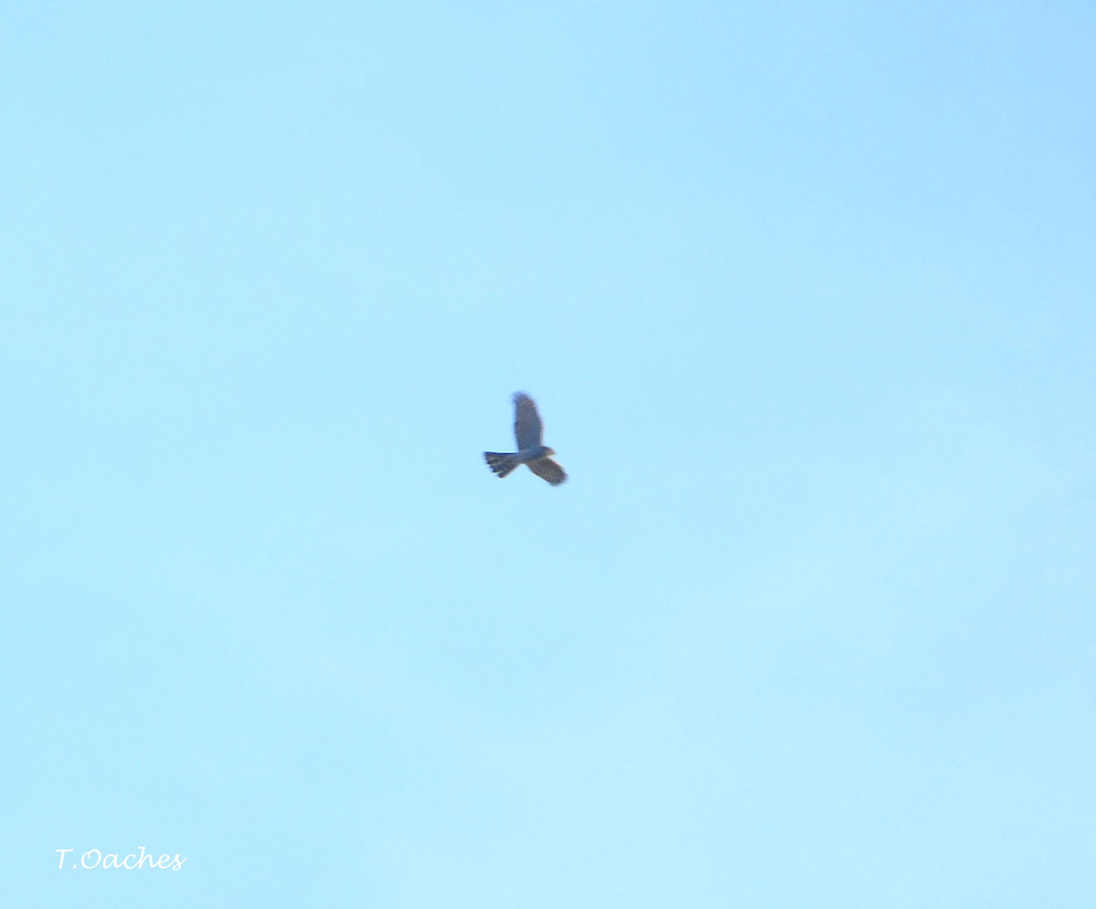 PASARI DIN ROMANIA: ULIU PORUMBAR (ULIUL GAINILOR), Accipiter gentilis