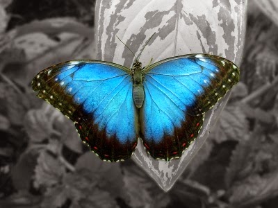 Mariposa Morpho y Azul