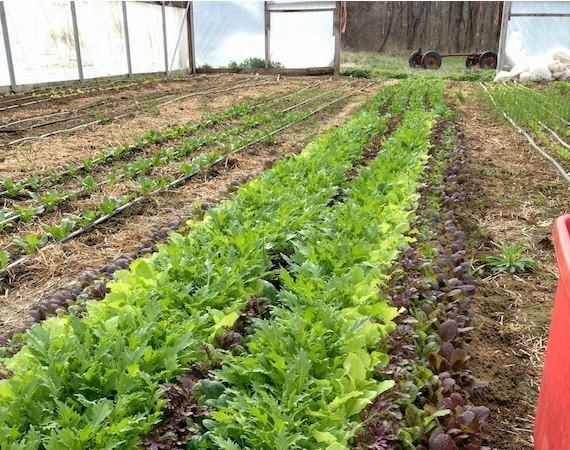 Missouri Beginning Farming: Six Figure Farming for Small Plots Workshop ...