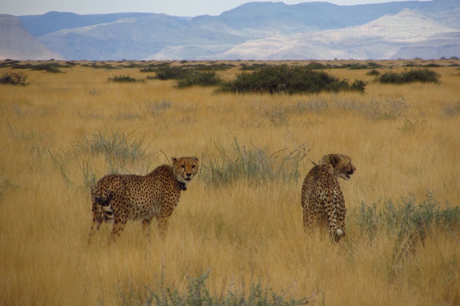 The Namib Carnivore Conservation Centre