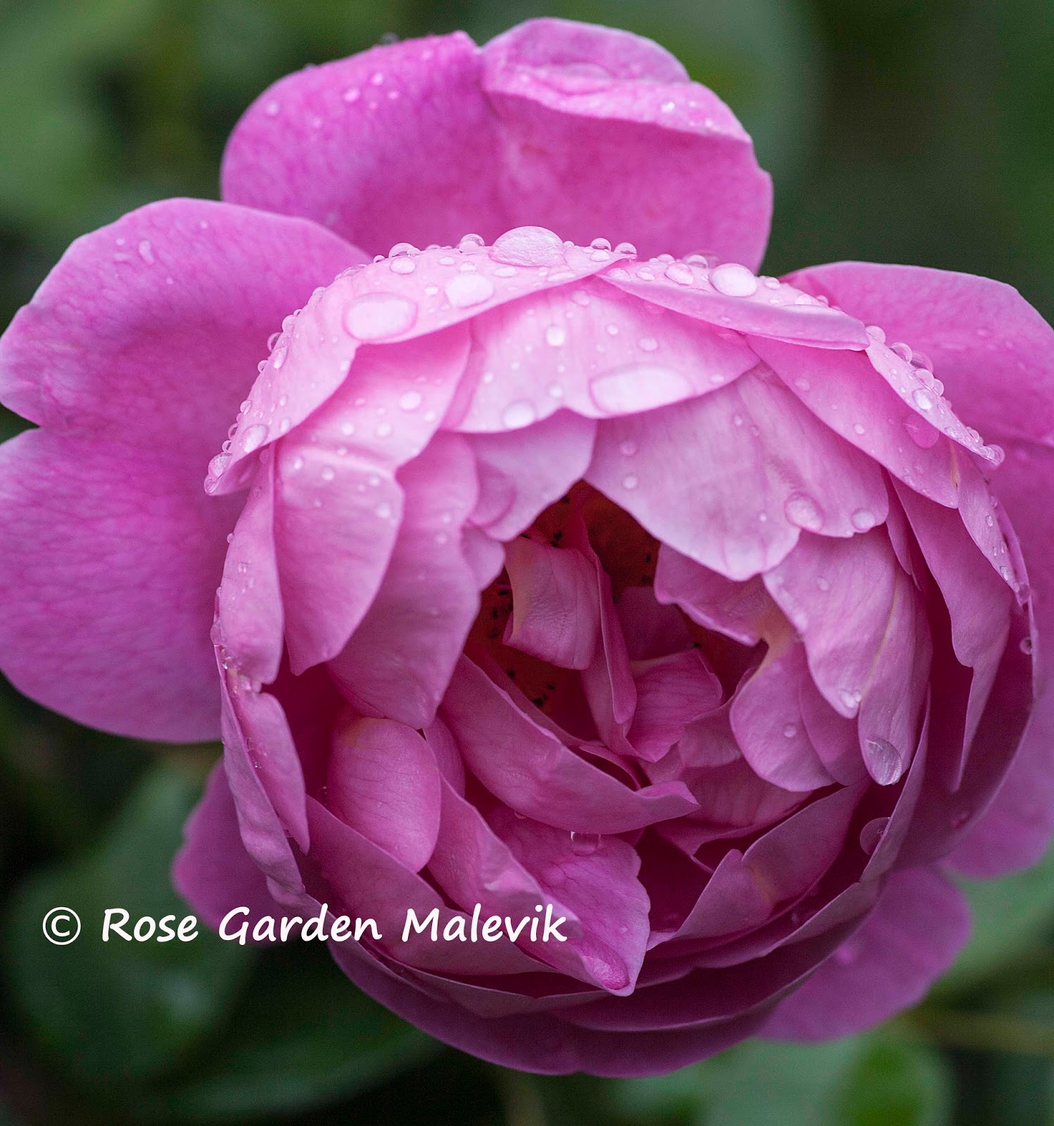 ROSE GARDEN Malevik: "Regninga" ROSOR ~ "Rainy" ROSES