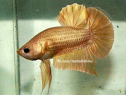 Perfect Goldfish Set Up : r/Aquariums