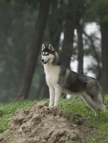 Lobo siberiano husky - Imagui