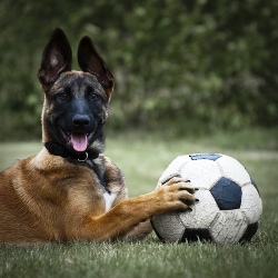 Cute Belgian Malinois Puppies Photos | Cute Puppy Images Pictures