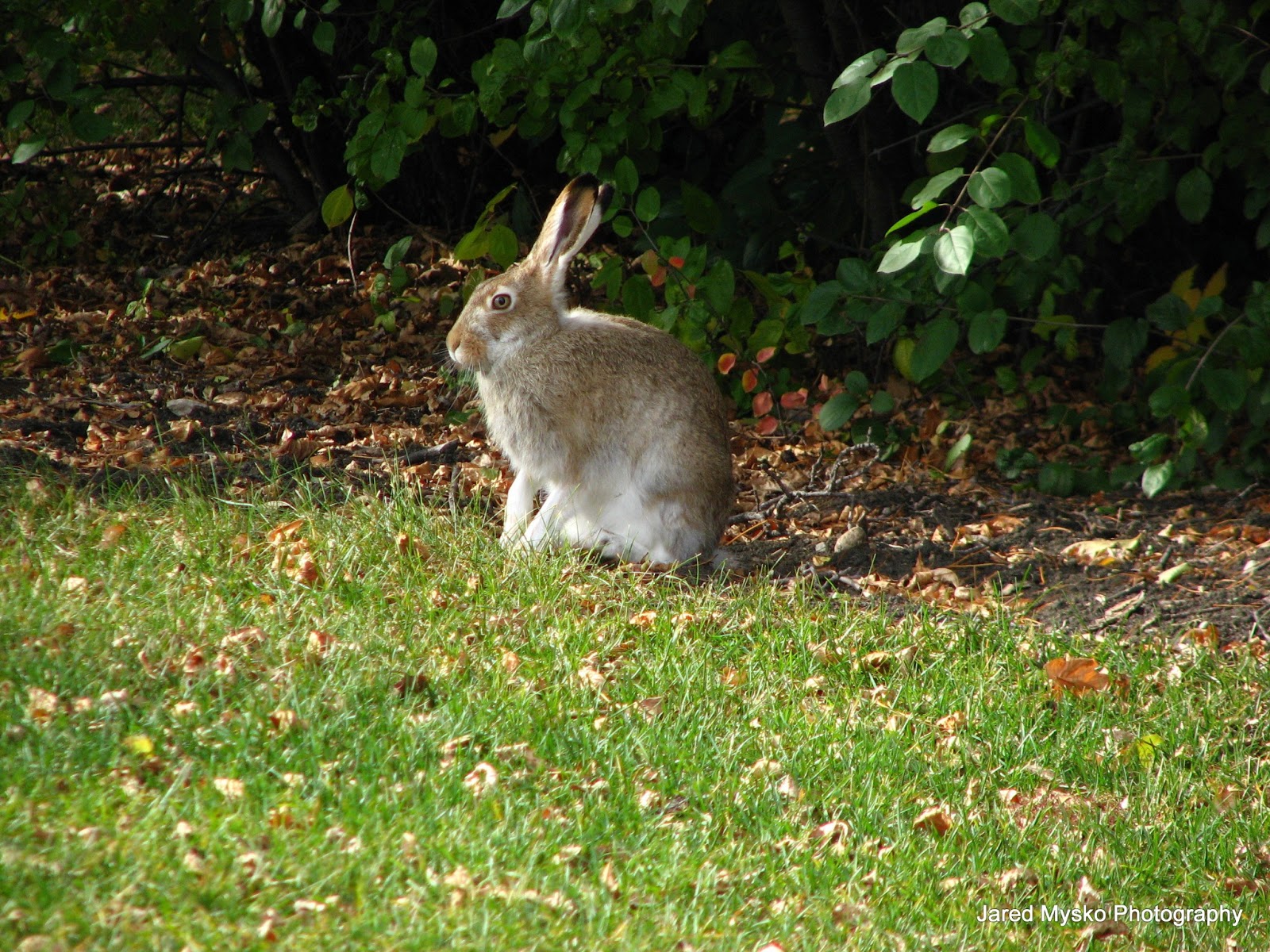 Saskatchewan Wildlife