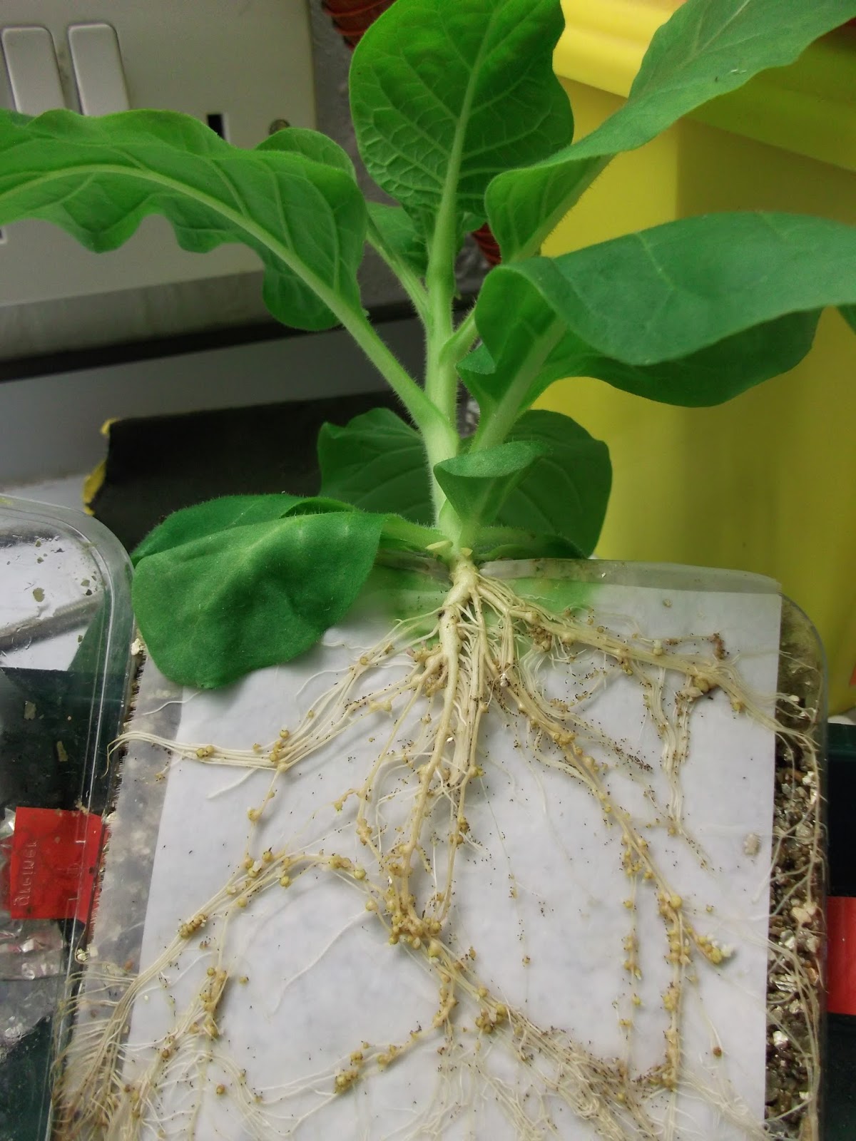 Science as a destiny: The tobacco factory is open for business...