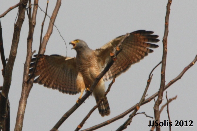JJSOLIS-AVES DE COSTA RICA: Galería # 2 (Rapaces)