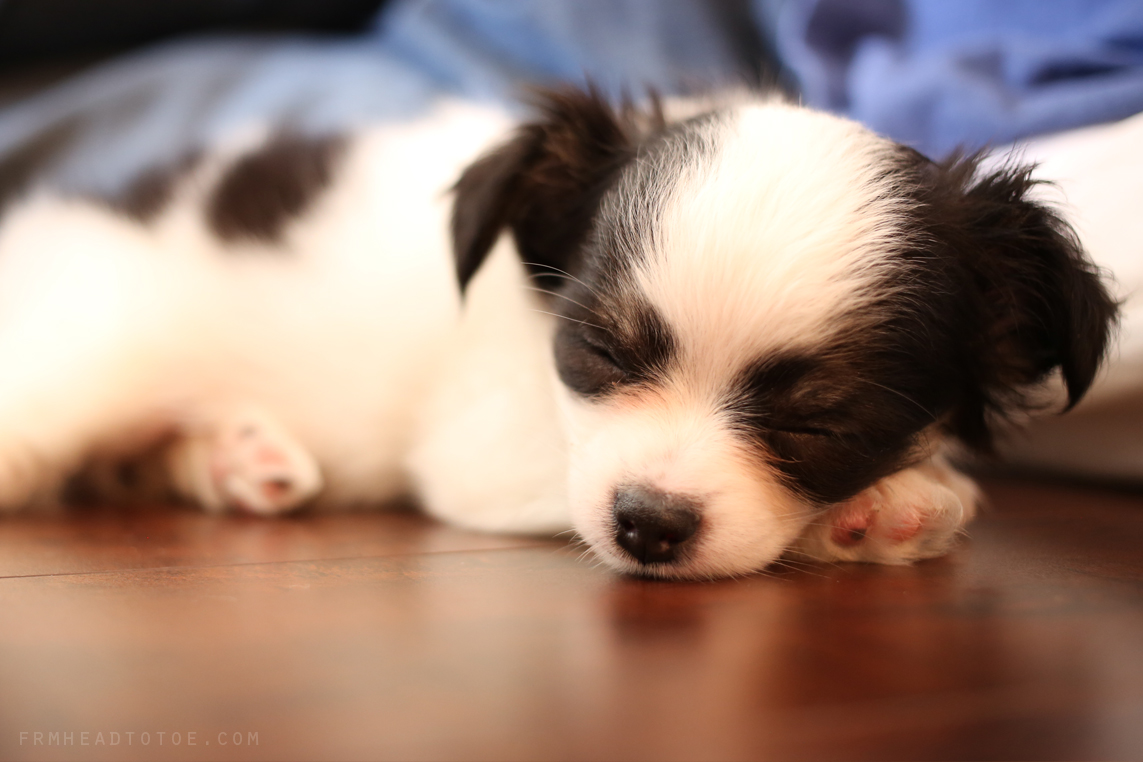 A New Family Member... Puppy Time! - From Head To Toe